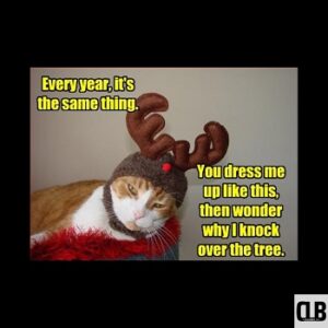 55 Christmas Cat Memes To Add Joy