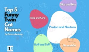 500+ Cute Twin Cat Names to Call Your Kitties