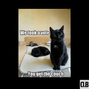 45 Black Cat Memes, To Possess Your Soul