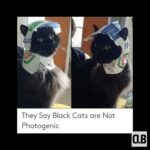 45 Black Cat Memes, To Possess Your Soul