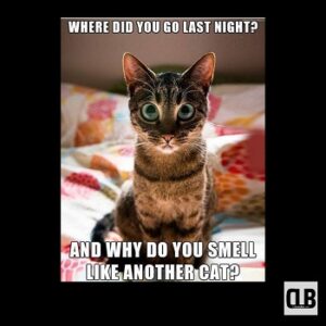 45 Cute Cat Memes That Will Make You ROFL