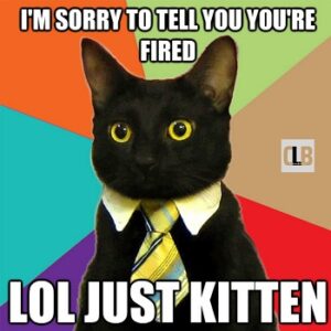 45 Cute Cat Memes That Will Make You ROFL