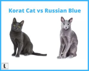 Korat Cat vs Russian Blue — Who's Better? (With Pictures)