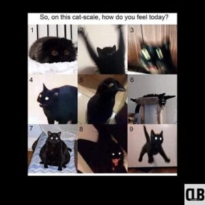 45 Black Cat Memes, To Possess Your Soul