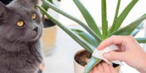 15 Natural Home Remedies for Cat Constipation|Verfied by Vet