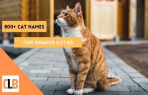 800+ Best Orange Cat Names for Both Male & Female Ginger Kitties