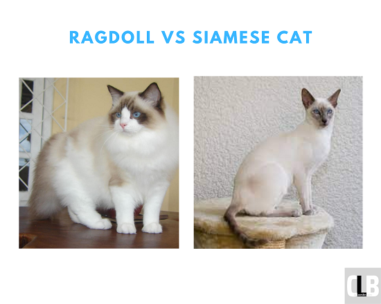 Ragdoll Vs Siamese Cat Know The Difference With Pictures