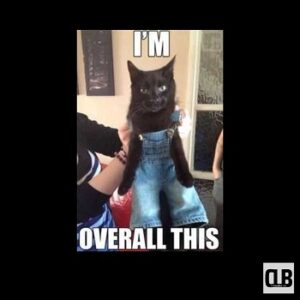 45 Black Cat Memes, To Possess Your Soul