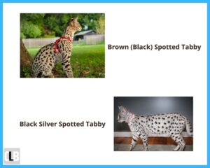 Savannah Cat Colors & Patterns (With Pictures)