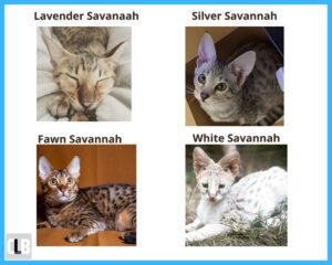 Savannah Cat Colors & Patterns (With Pictures)