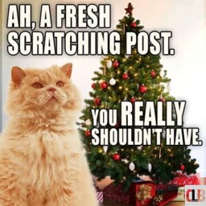 55 Christmas Cat Memes To Add Joy