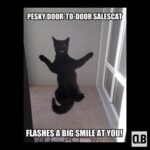 45 Black Cat Memes, To Possess Your Soul