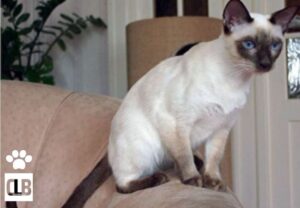 Chocolate Point vs Seal Point Siamese Cat (With Pictures) - CatLovesBest