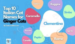 1000+ Italian Cat Names for Both Male and Female Kitties