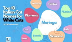 1000+ Italian Cat Names for Both Male and Female Kitties