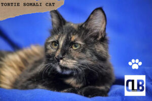 Types of Somali Cat Colors and Coat Types (With Pictures)