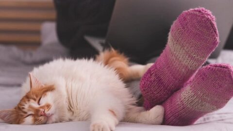 15 Reasons Why Cat Sleeps on Your Legs