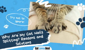 Cat Care - From Feline Lovers