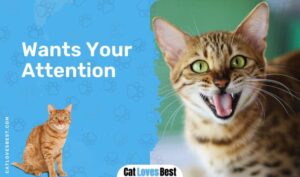 What Is Cat Chirping? Why Do Cats Chirp? - Cat Loves Best