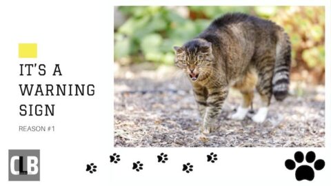 Why Is My Cat Hissing? 8 Reasons to Look Out For