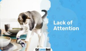 Why Cats Knock Things Over: Reasons and Solutions