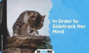 Why Do Cats Clean Themselves So Often? Here are 15 Reasons