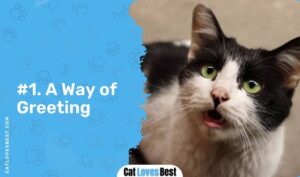 5 Reasons Why Do Cats Trill | And How Does It Sound