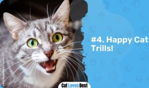 5 Reasons Why Do Cats Trill | And How Does It Sound