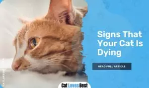 Signs That Your Cat Is Dying | 13 Signs & Symptoms