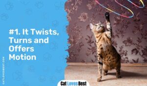 Why Do Cats Love String: 6 Reasons