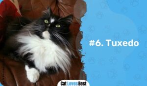 Ragamuffin Cat: Common Colors & Patterns