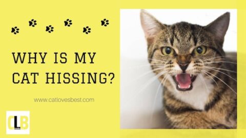 Why Is My Cat Hissing? 8 Reasons to Look Out For
