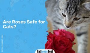 Can Cats Eat Roses? Are Roses Safe for Cats?