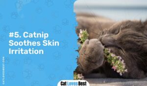 10 Health Benefits of Catnip for Cats (Backed By Science)