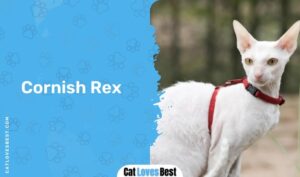 The 9 Types Of Rex Cats (With Pictures)