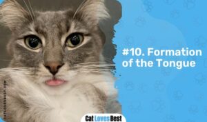 15 Reasons Why Cats Blep? (Everything You Need to Know)