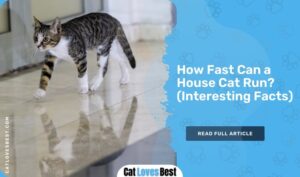 How Fast Can a House Cat Run? (Interesting Facts)