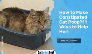 How to Make Constipated Cat Poop?11 Ways to Help Her!