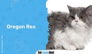 The 9 Types Of Rex Cats (With Pictures)