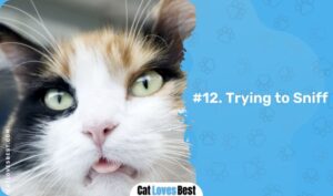 15 Reasons Why Cats Blep? (Everything You Need to Know)