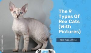 The 9 Types Of Rex Cats (With Pictures)