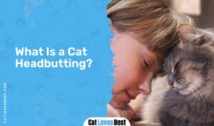 Why Do Cats Headbutt? 5 Interesting Reasons