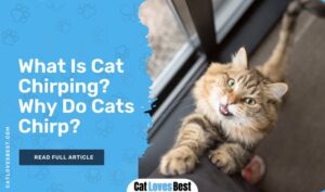 What Is Cat Chirping? Why Do Cats Chirp?