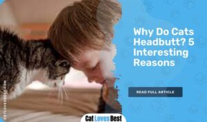 Why Do Cats Headbutt? 5 Interesting Reasons