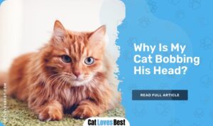 Why Is My Cat Bobbing His Head?