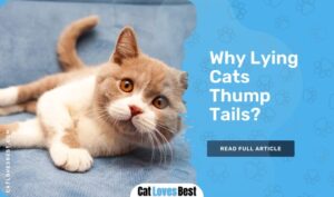 Why Lying Cats Thump Tails? (12 Reasons)