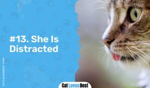 15 Reasons Why Cats Blep? (Everything You Need to Know)