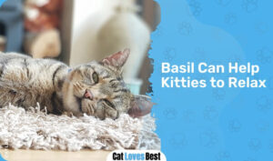 Is Basil Toxic to Cats? Here’s What You Need to Know