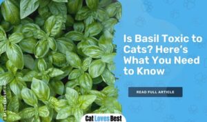Is Basil Toxic to Cats? Here’s What You Need to Know