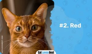 7 Abyssinian Cat Breed Colors (With Pictures)
